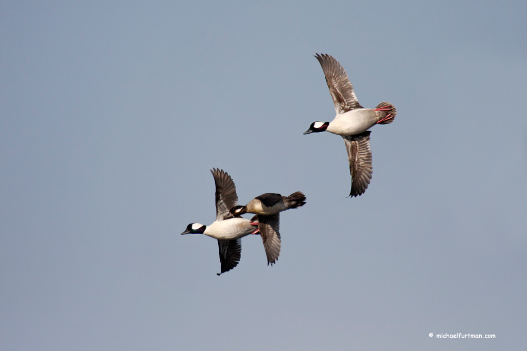 Bufflehead flying